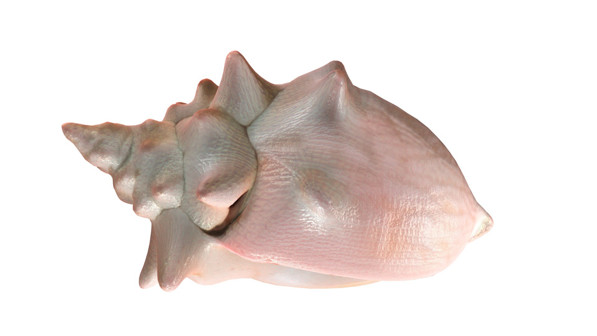3D Conch Shell V3 Model - TurboSquid 2370728
