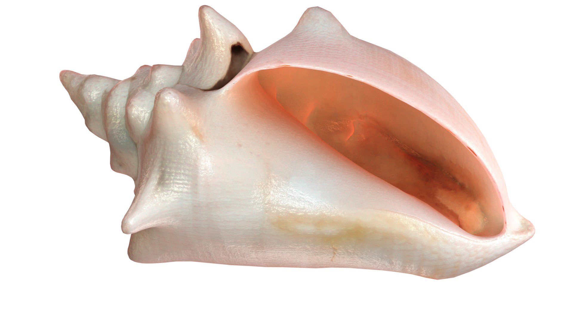 3D Conch Shell V3 Model - TurboSquid 2370728