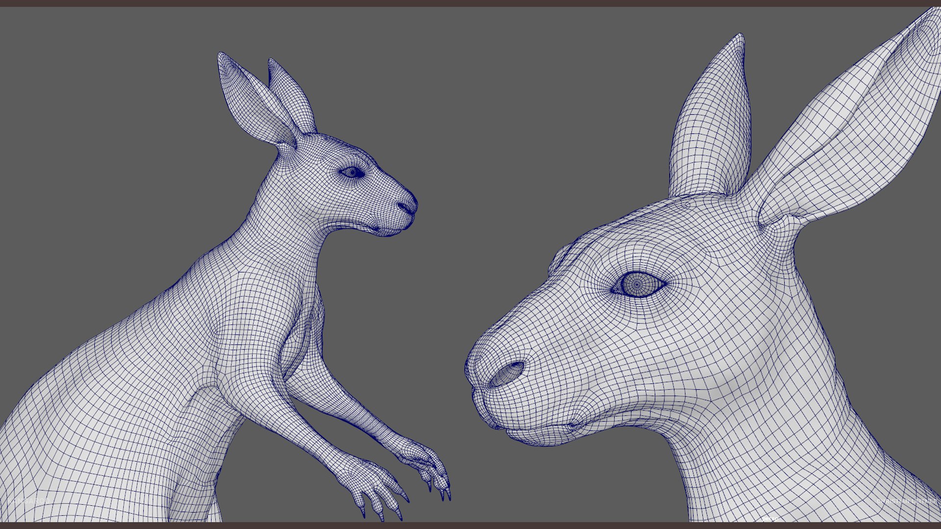 3D Kangaroo - TurboSquid 1794241
