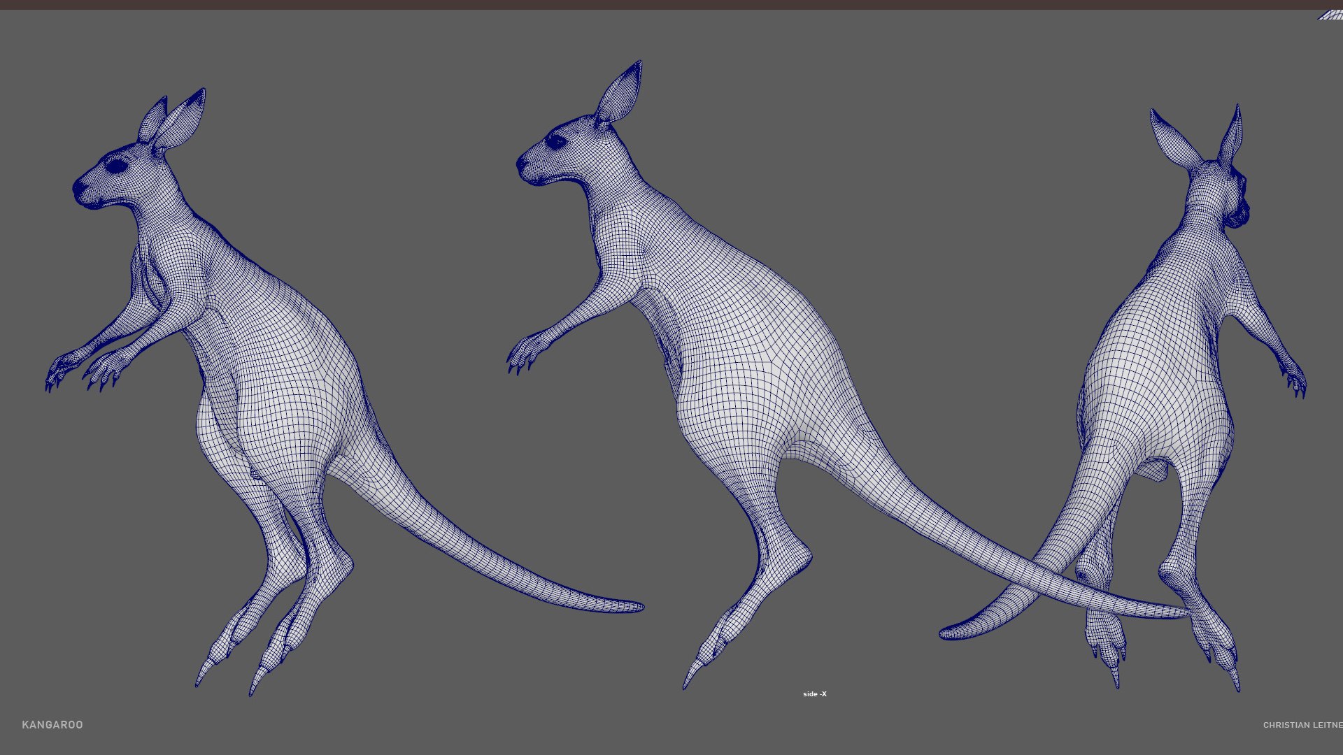 3D Kangaroo - TurboSquid 1794241