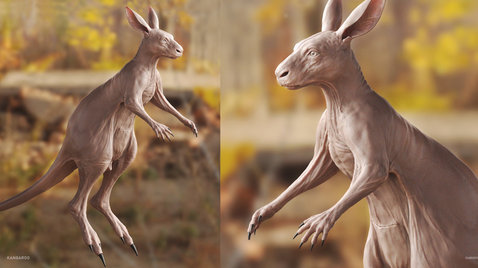 3D Kangaroo - TurboSquid 1794241