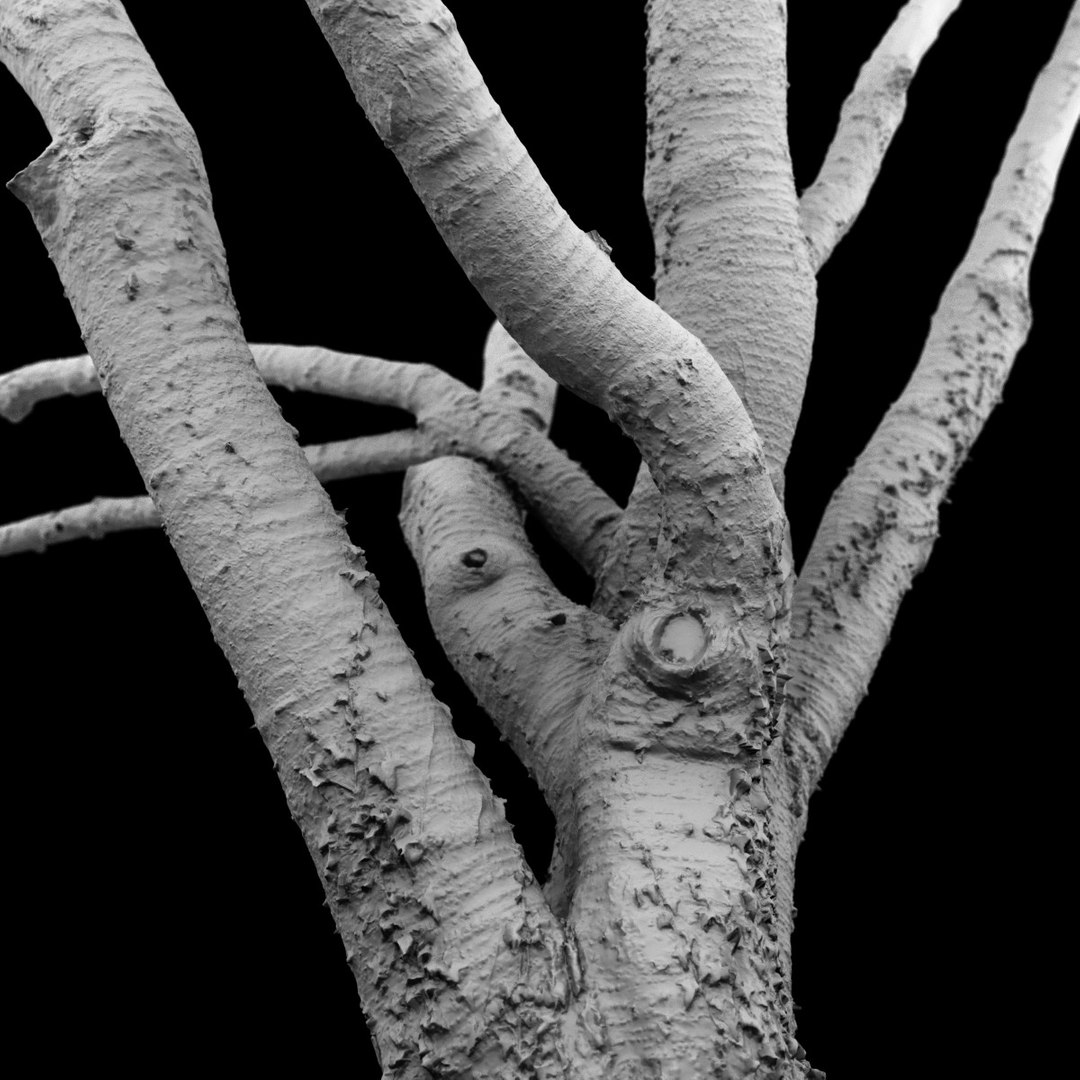 Environment Asset 3d Model