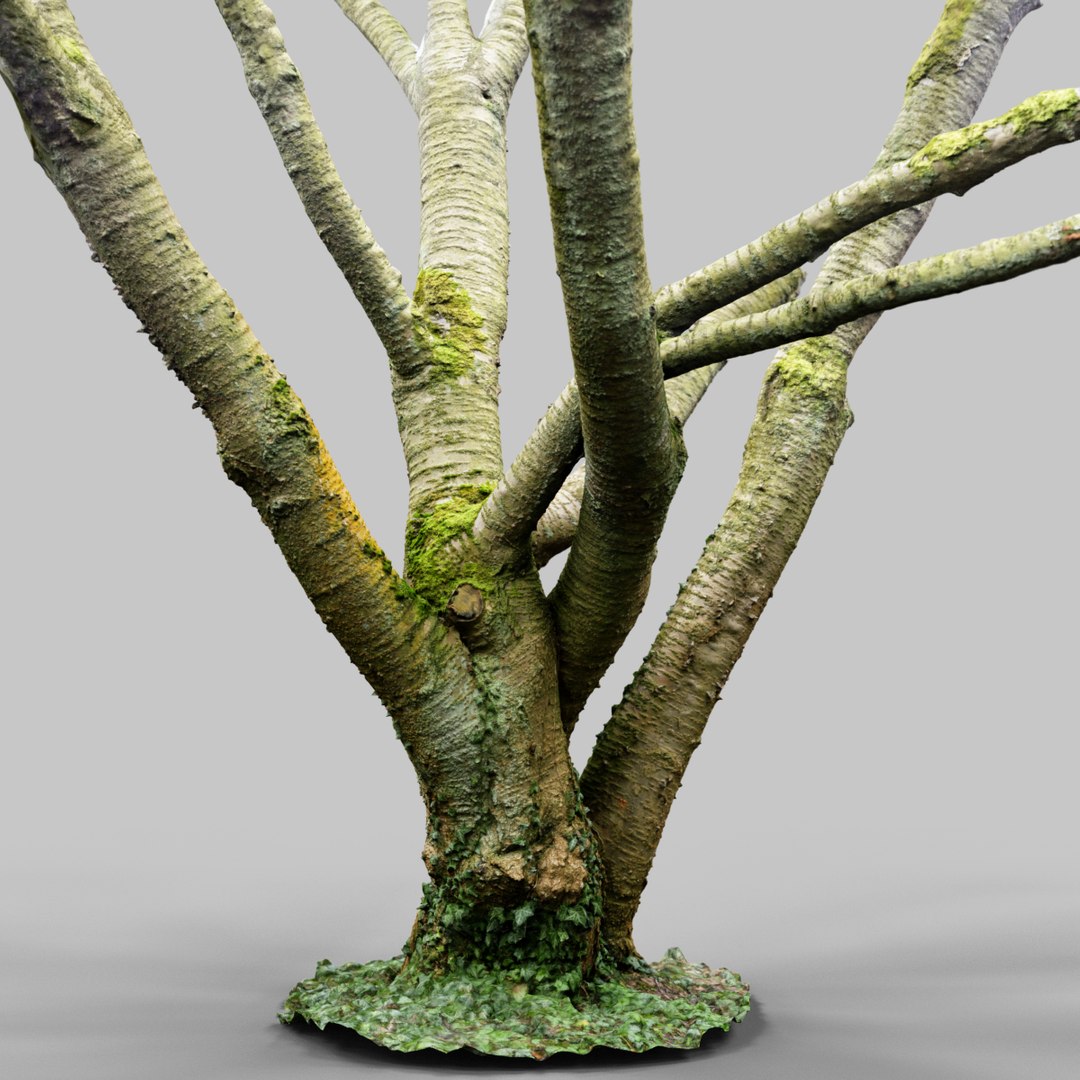 Environment Asset 3d Model