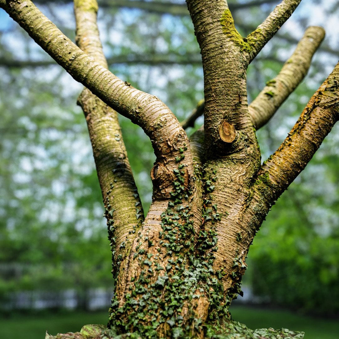 Environment Asset 3d Model