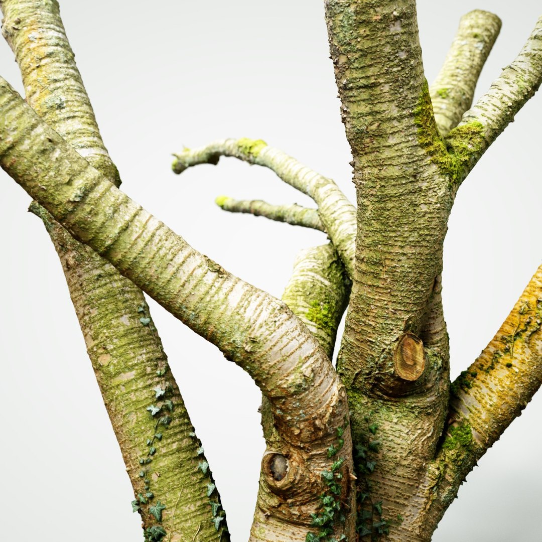 Environment Asset 3d Model