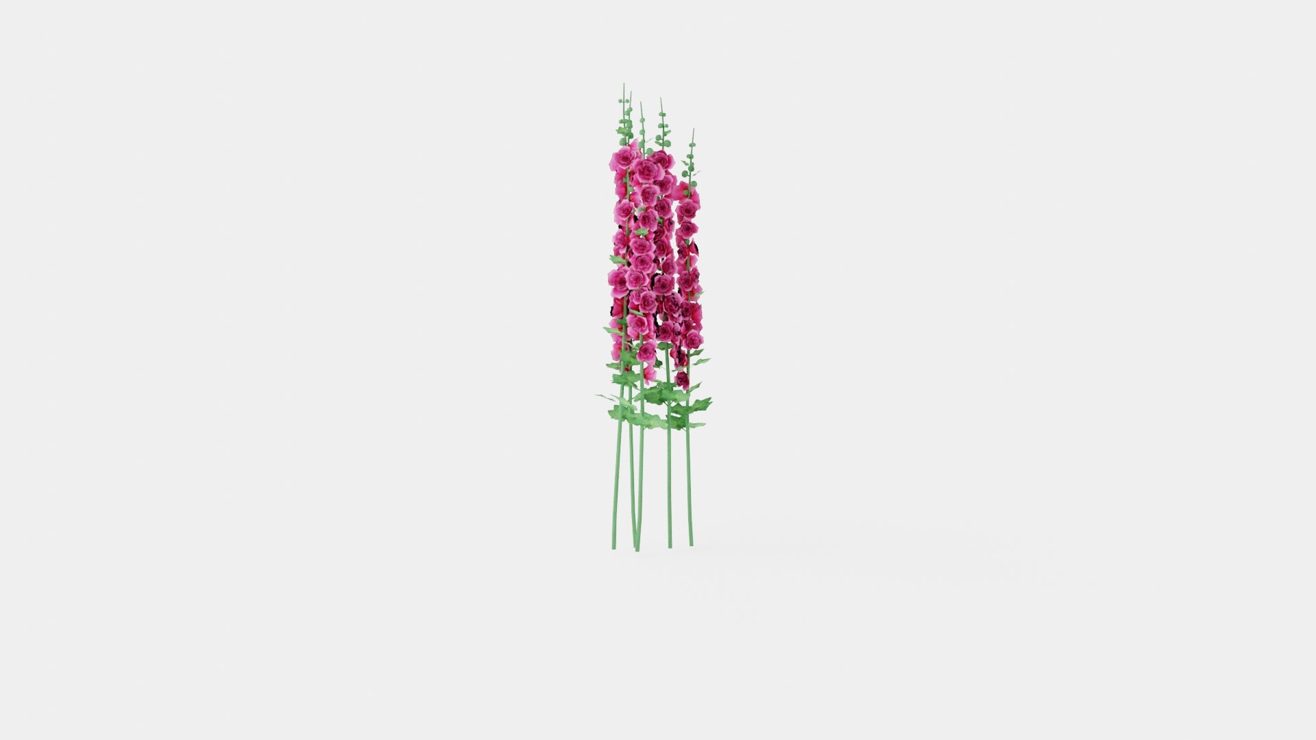 3D Model Alcea Rosea Chaters Double Pink Stokkrose - TurboSquid 2249103