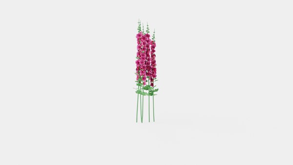 modelo 3d Alcea rosea Chaters Doble Rosa Stokkrose - TurboSquid 2249103