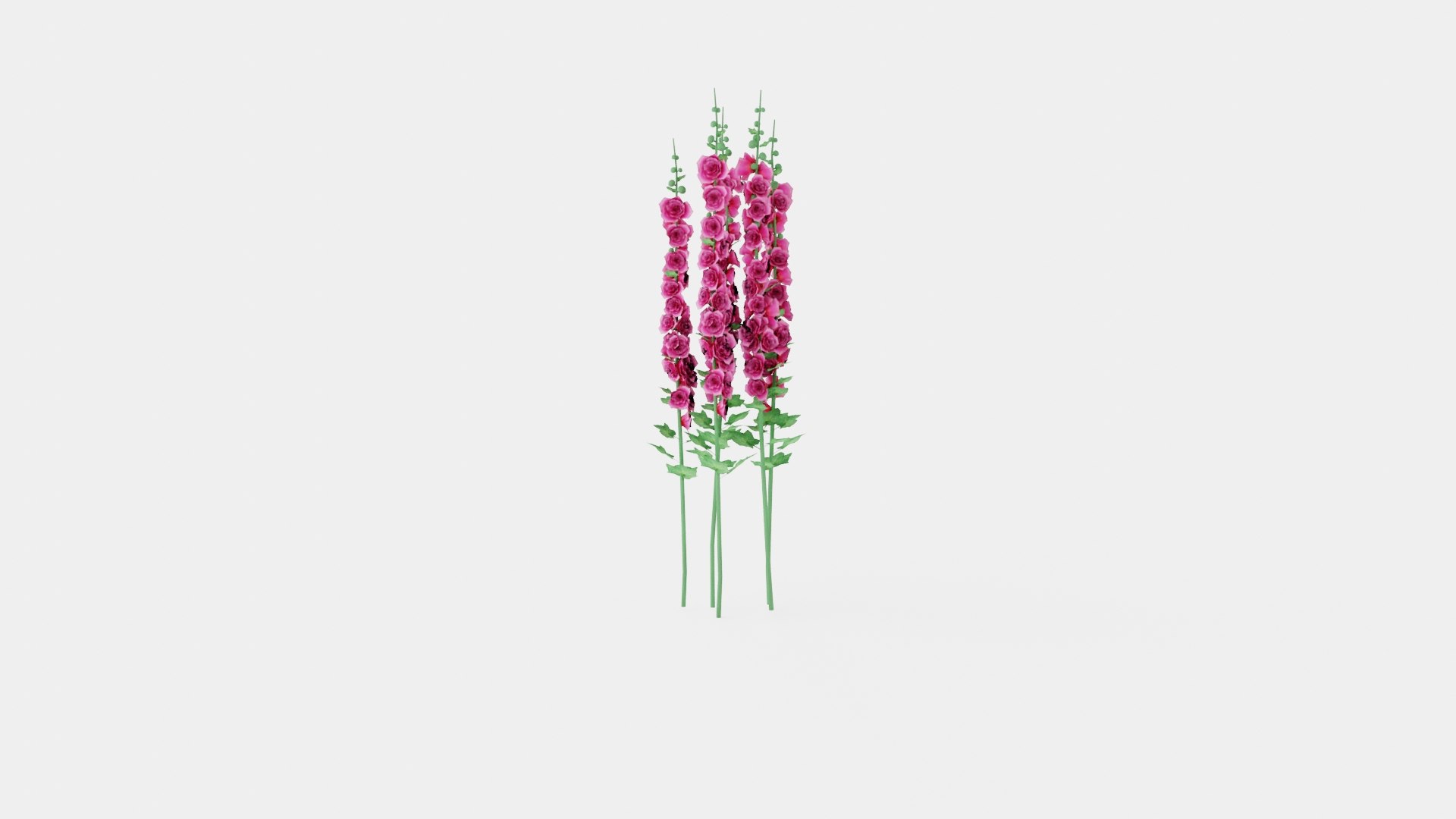 3D Model Alcea Rosea Chaters Double Pink Stokkrose - TurboSquid 2249103