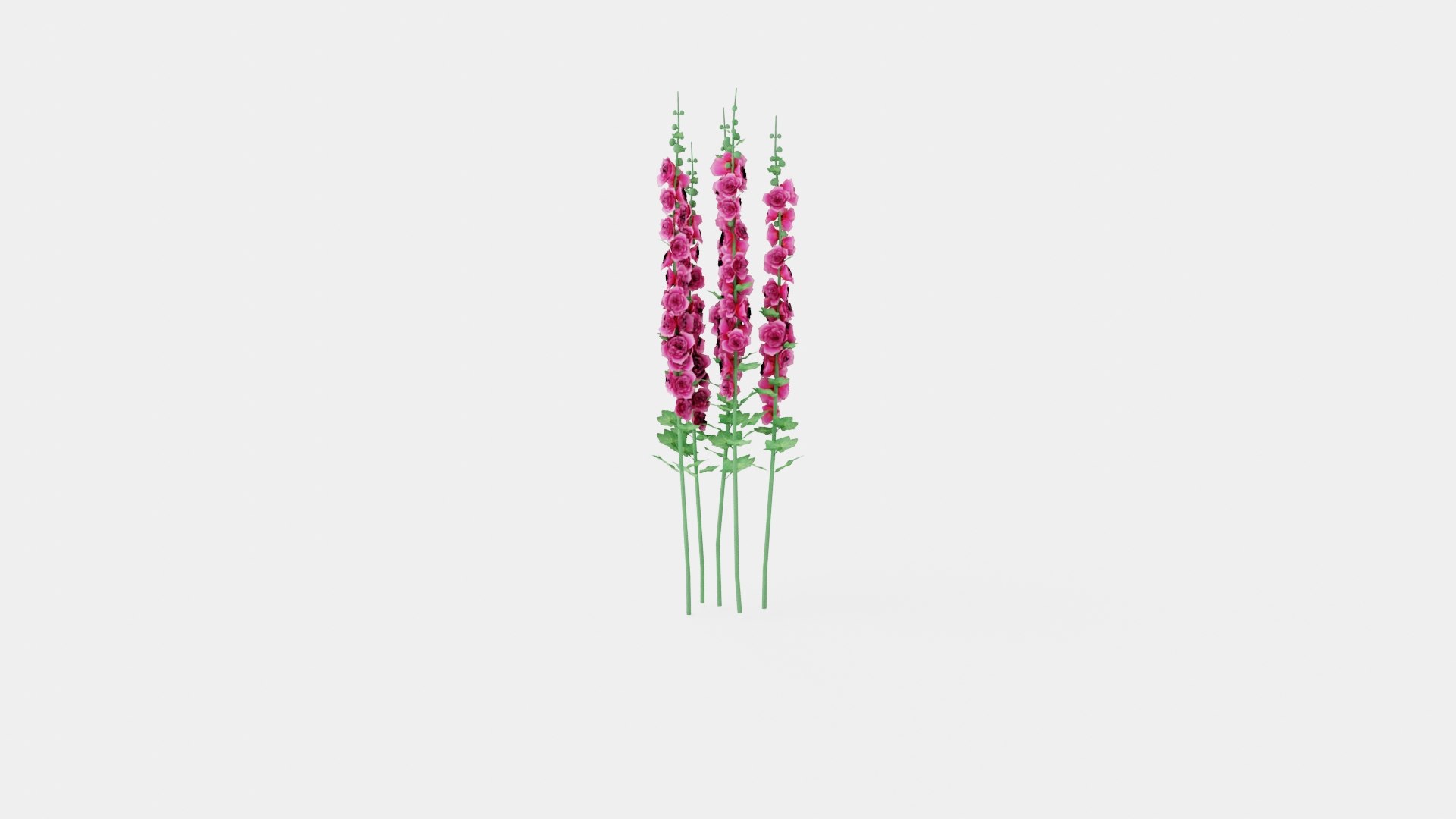 3D Model Alcea Rosea Chaters Double Pink Stokkrose - TurboSquid 2249103