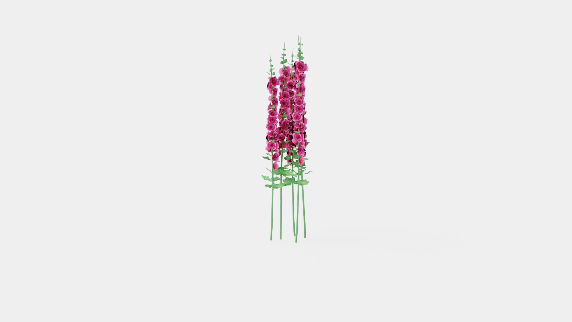 3D Model Alcea Rosea Chaters Double Pink Stokkrose - TurboSquid 2249103