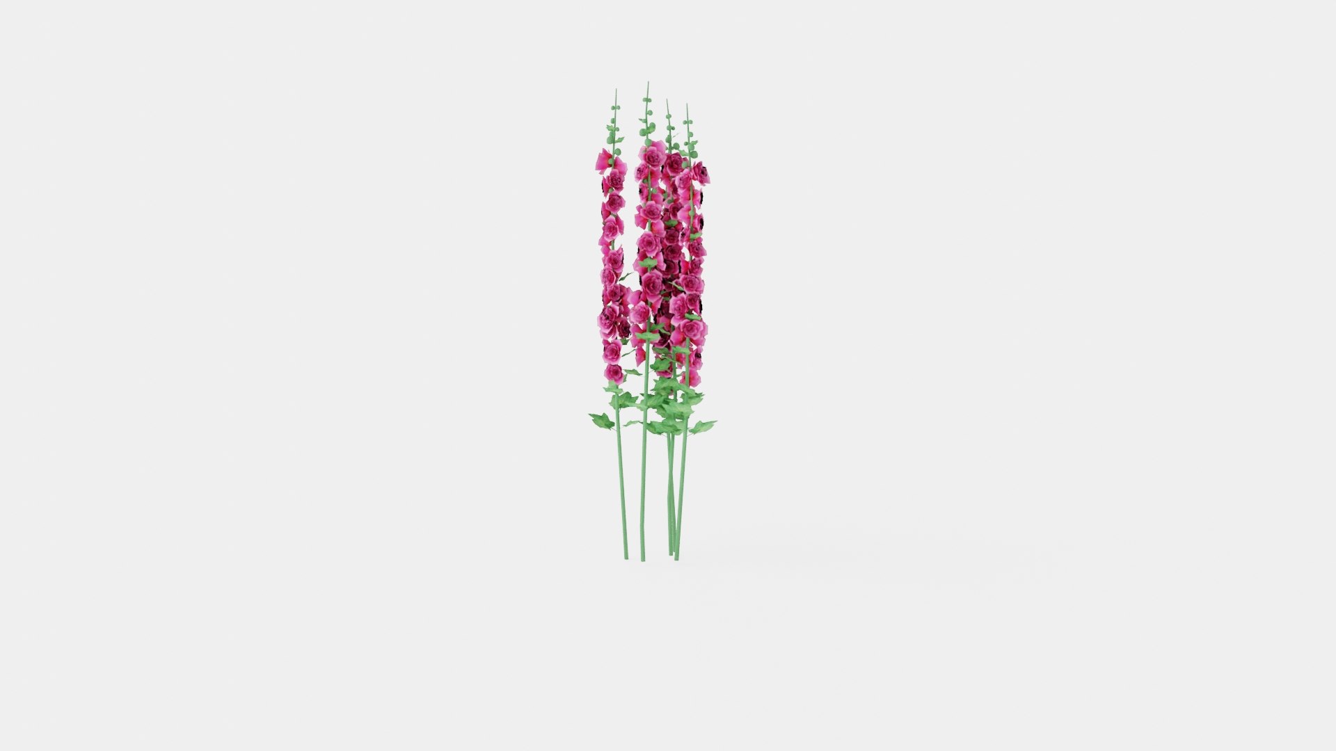 3D Model Alcea Rosea Chaters Double Pink Stokkrose - TurboSquid 2249103