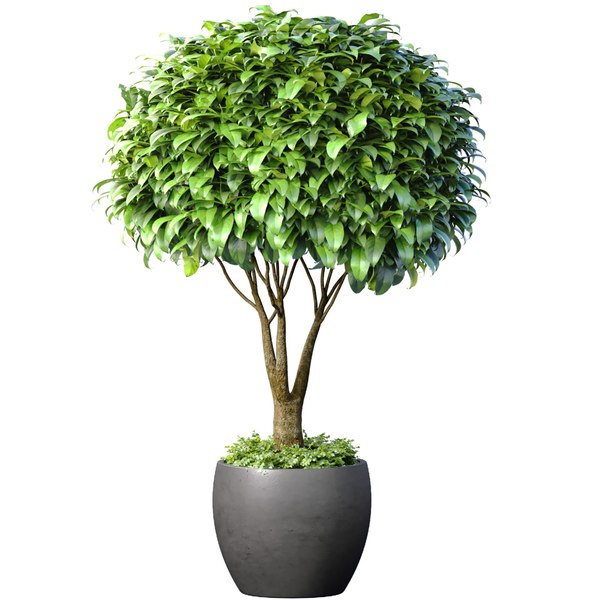 Decorative Tree 3D Models for Download | TurboSquid