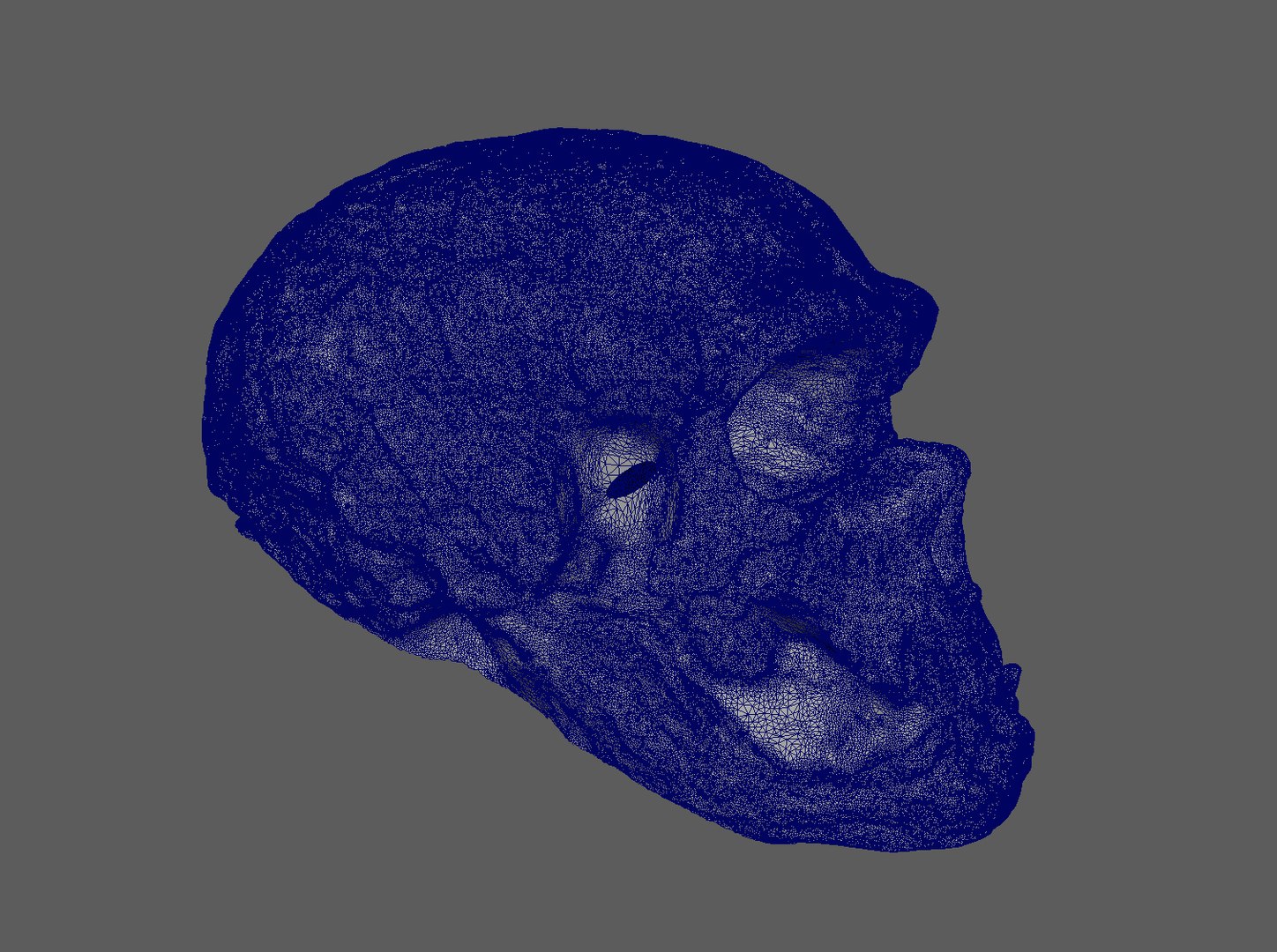 3D Scan Neanderthal Skull Model - TurboSquid 1260639