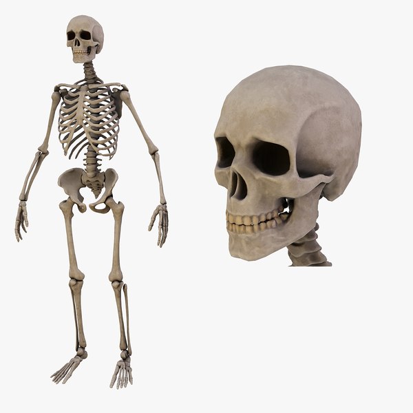 Humen Skeleton 3D 모델 - TurboSquid 2039590