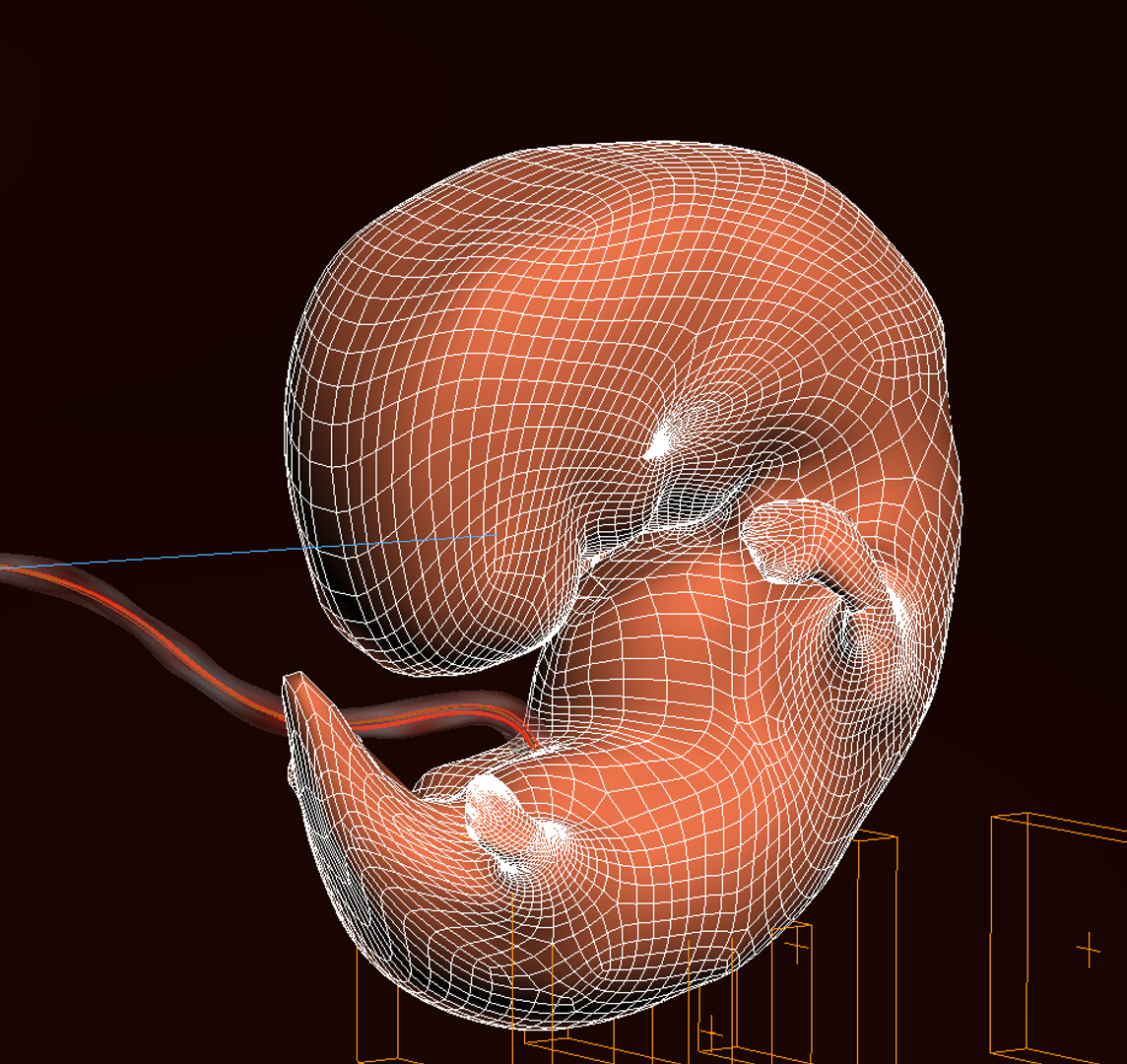 human fetus embryo animation 3d lwo