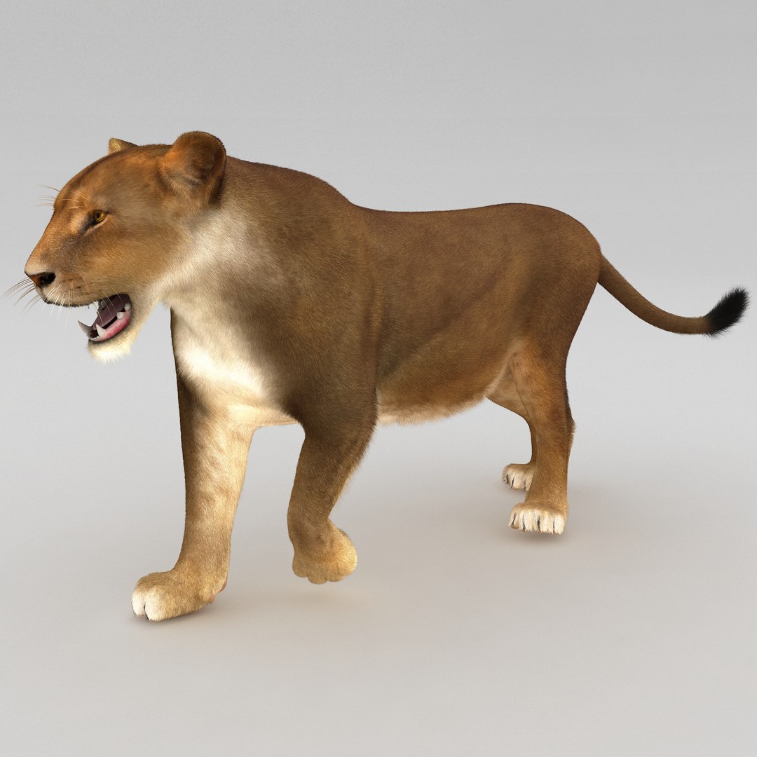 Lioness Pose 2 Fur 3d Model