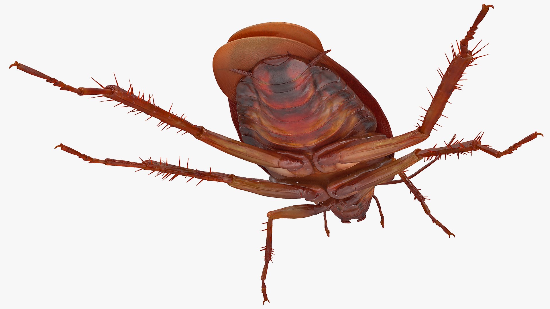 Cockroach Running Rigged Animation 3D Model - TurboSquid 1487214