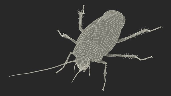 Cockroach running rigged animation 3D model - TurboSquid 1487214