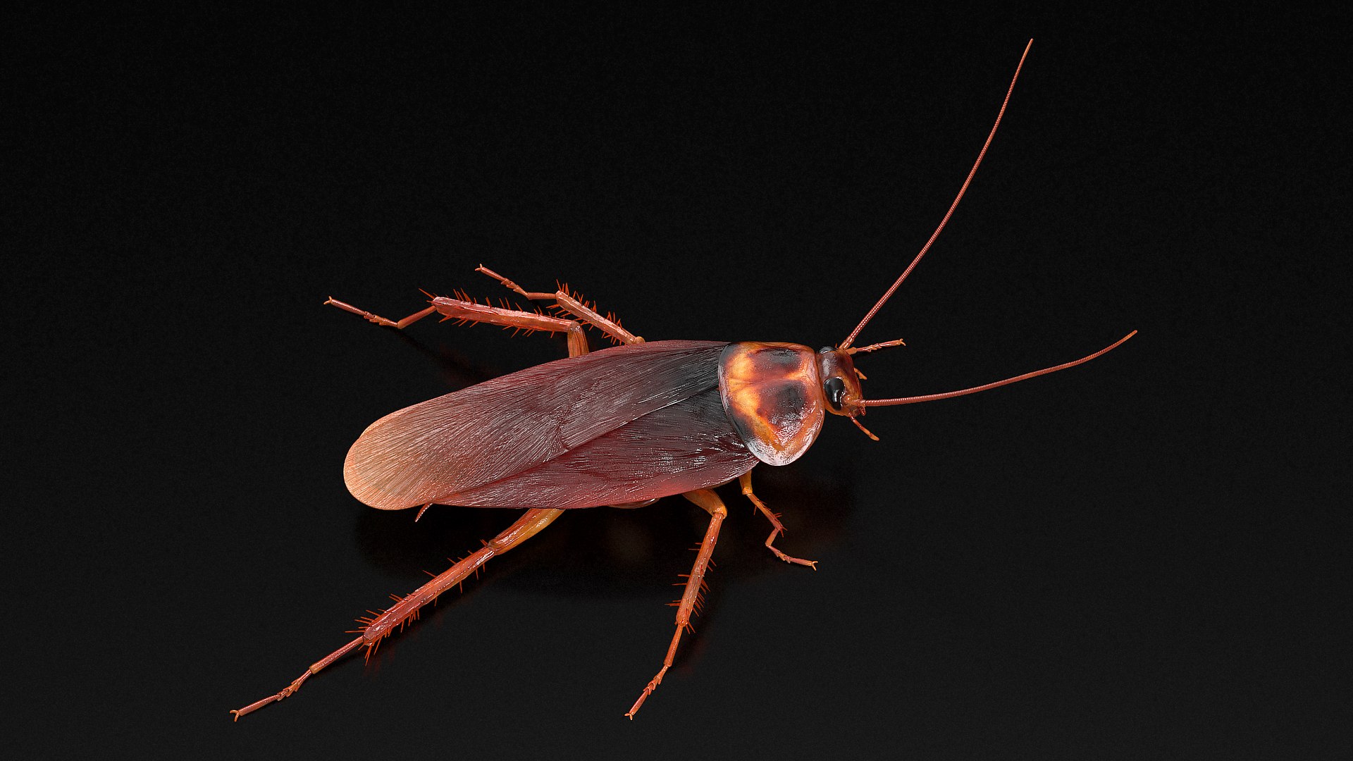Cockroach running rigged animation 3D model - TurboSquid 1487214