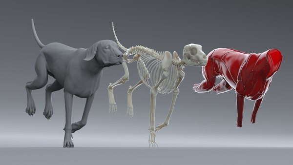 3D Dalmatian ANIMATED model - TurboSquid 1821050