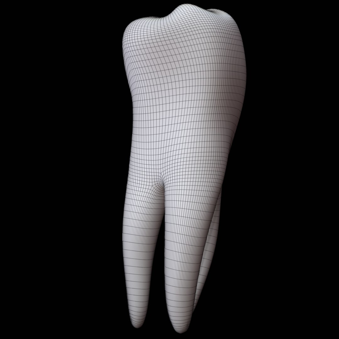 3d Model Tooth Molar