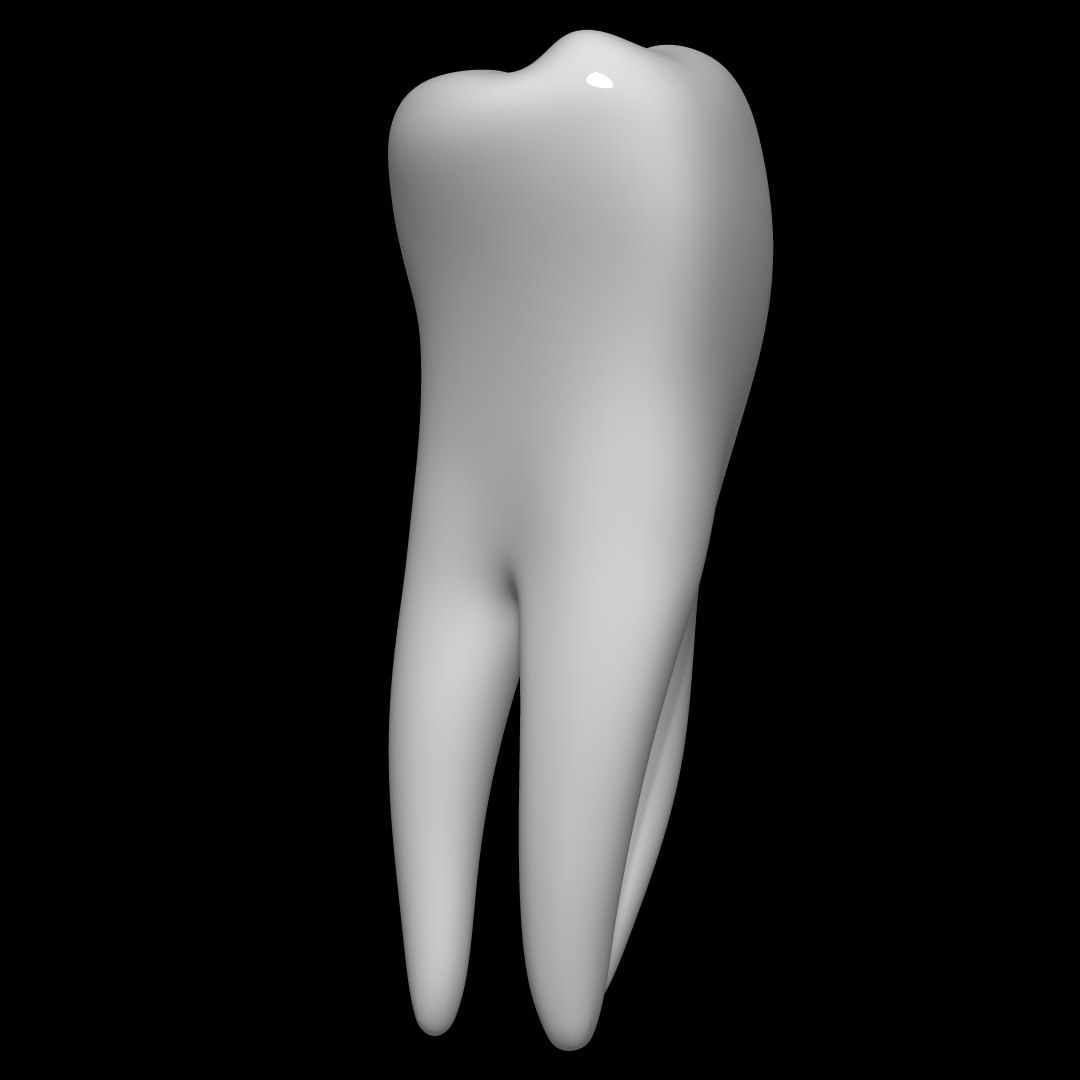 3d Model Tooth Molar