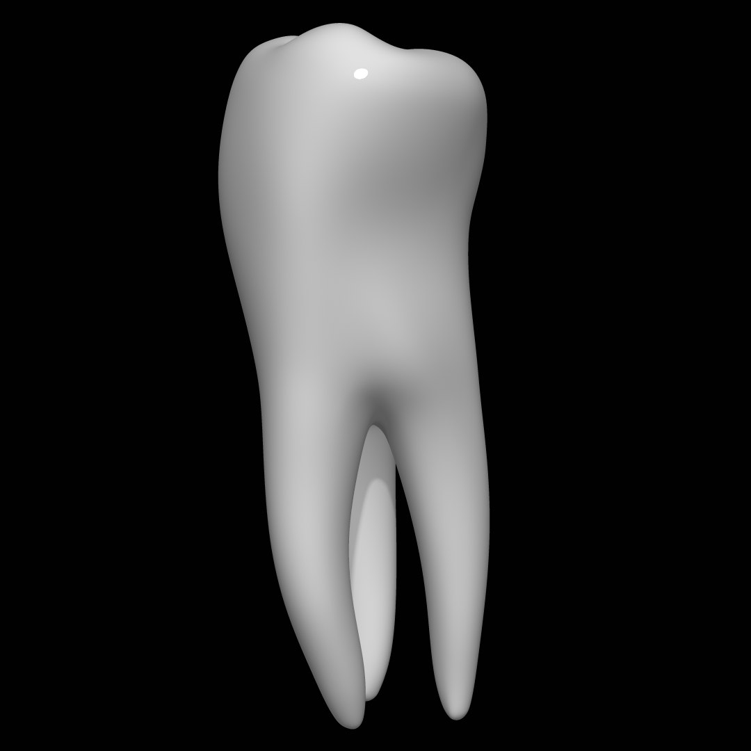3d Model Tooth Molar