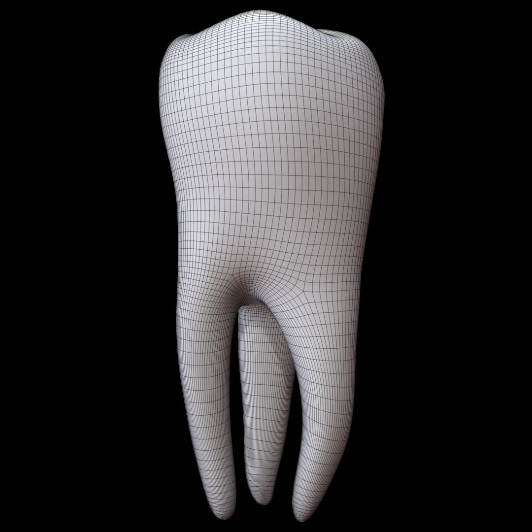 3d Model Tooth Molar