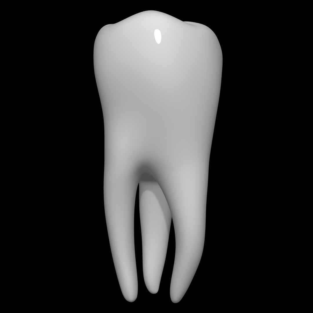 3d Model Tooth Molar