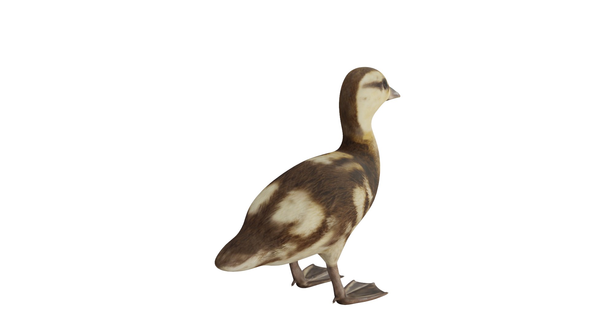 3D Duck Chick Model - TurboSquid 1881890