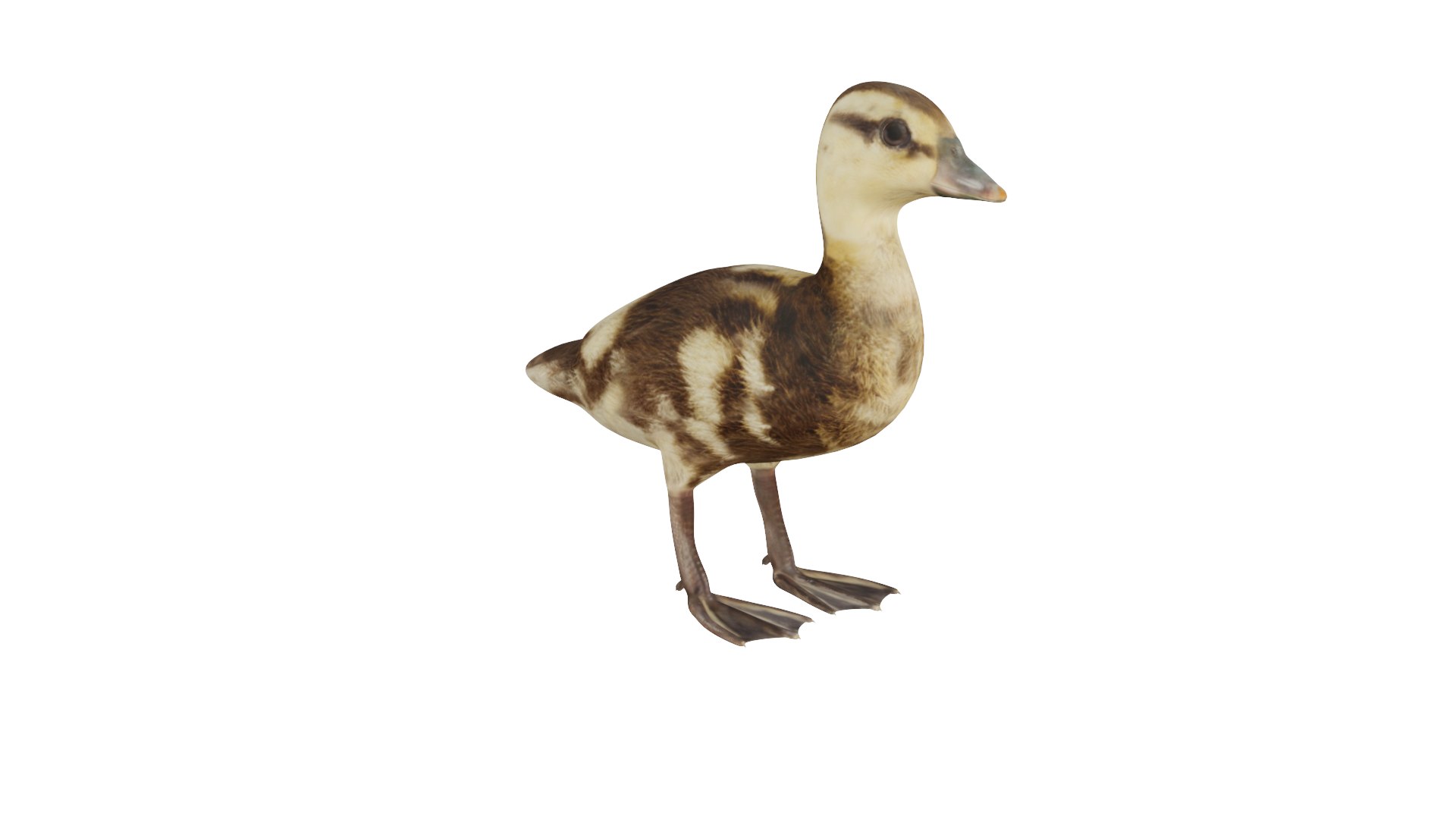 3D Duck Chick Model - TurboSquid 1881890