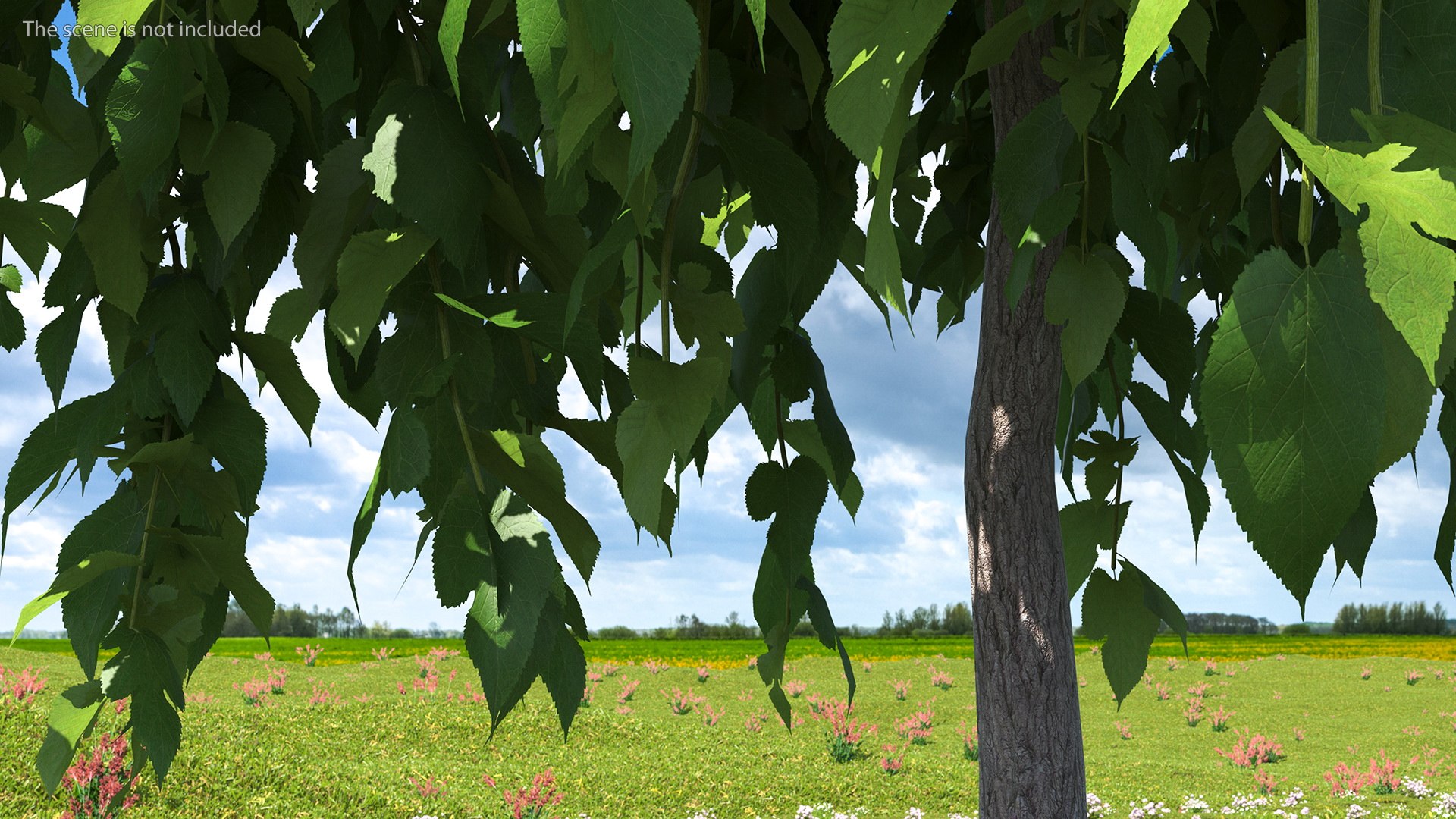 3D Model Morus Trees Collection - TurboSquid 1866092