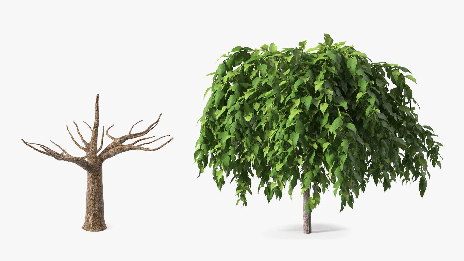 3D Model Morus Trees Collection - TurboSquid 1866092