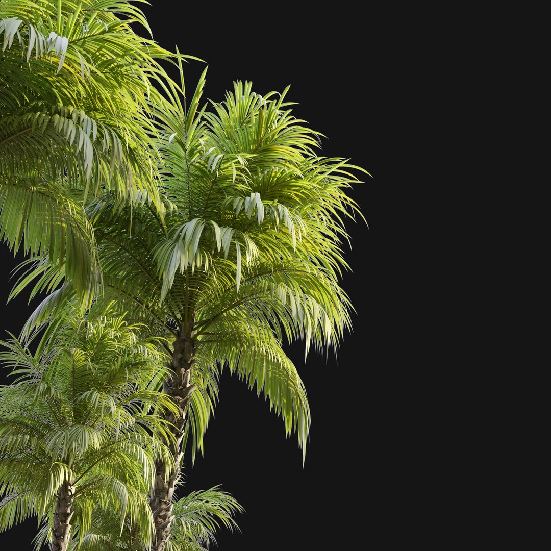 3D Model Phoenix Reclinata Palm - TurboSquid 1953091