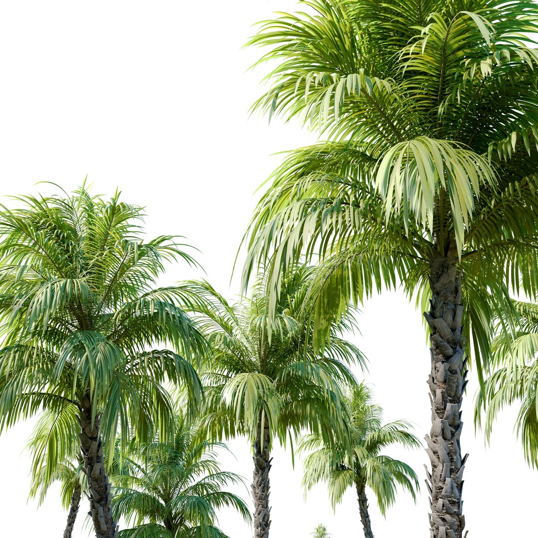 3D Model Phoenix Reclinata Palm - TurboSquid 1953091