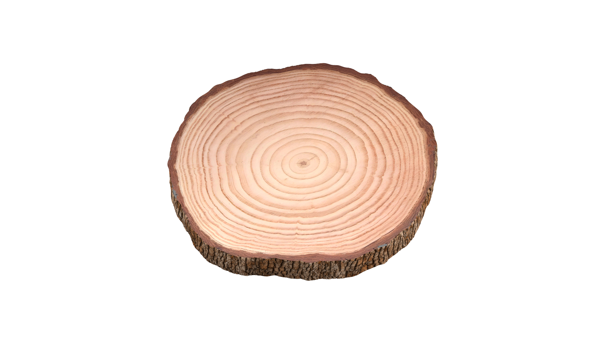 Tree Trunk Ring Section Slice 3D Model - TurboSquid 2304777