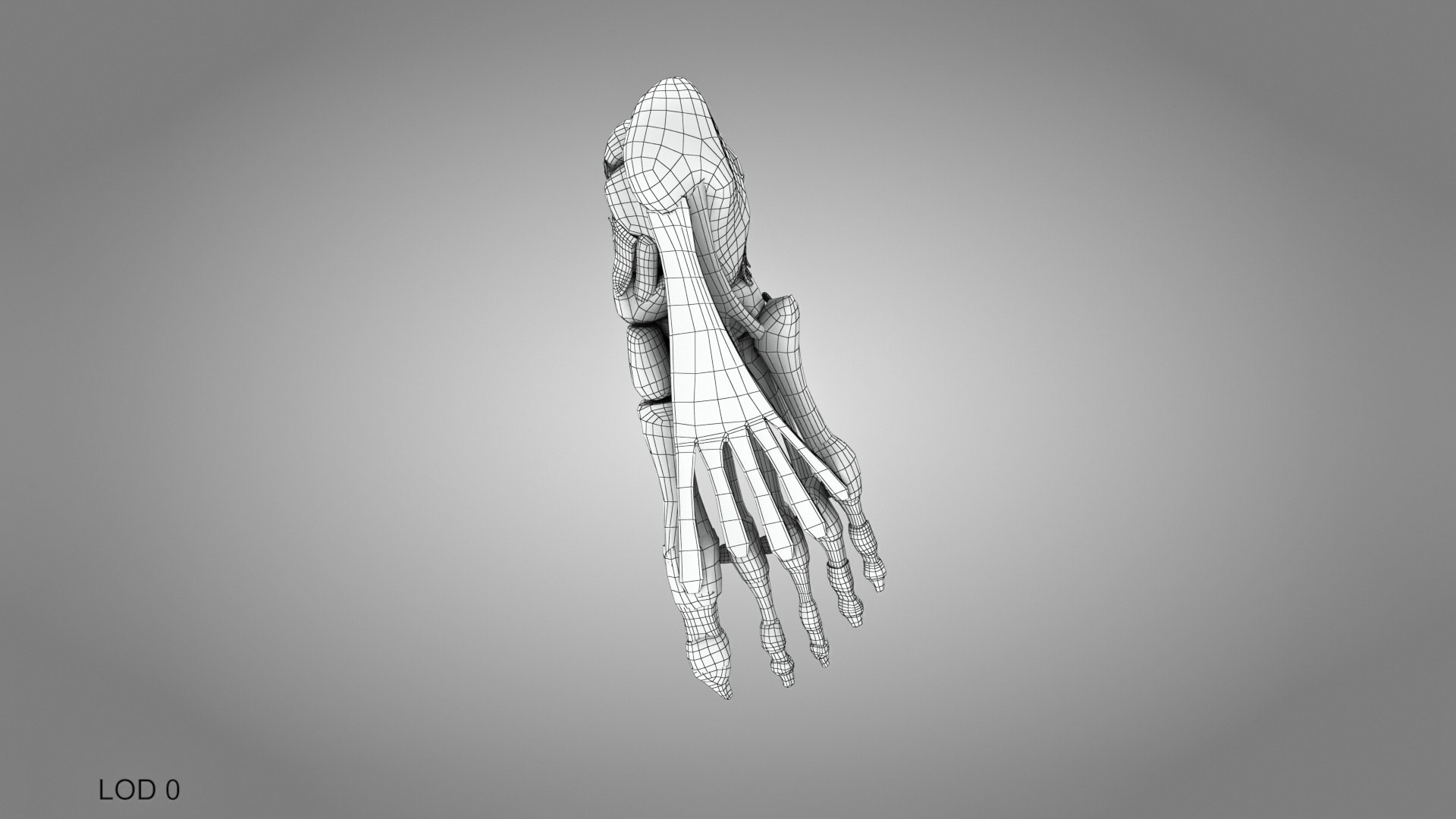 Foot Bones 3D - TurboSquid 1924827