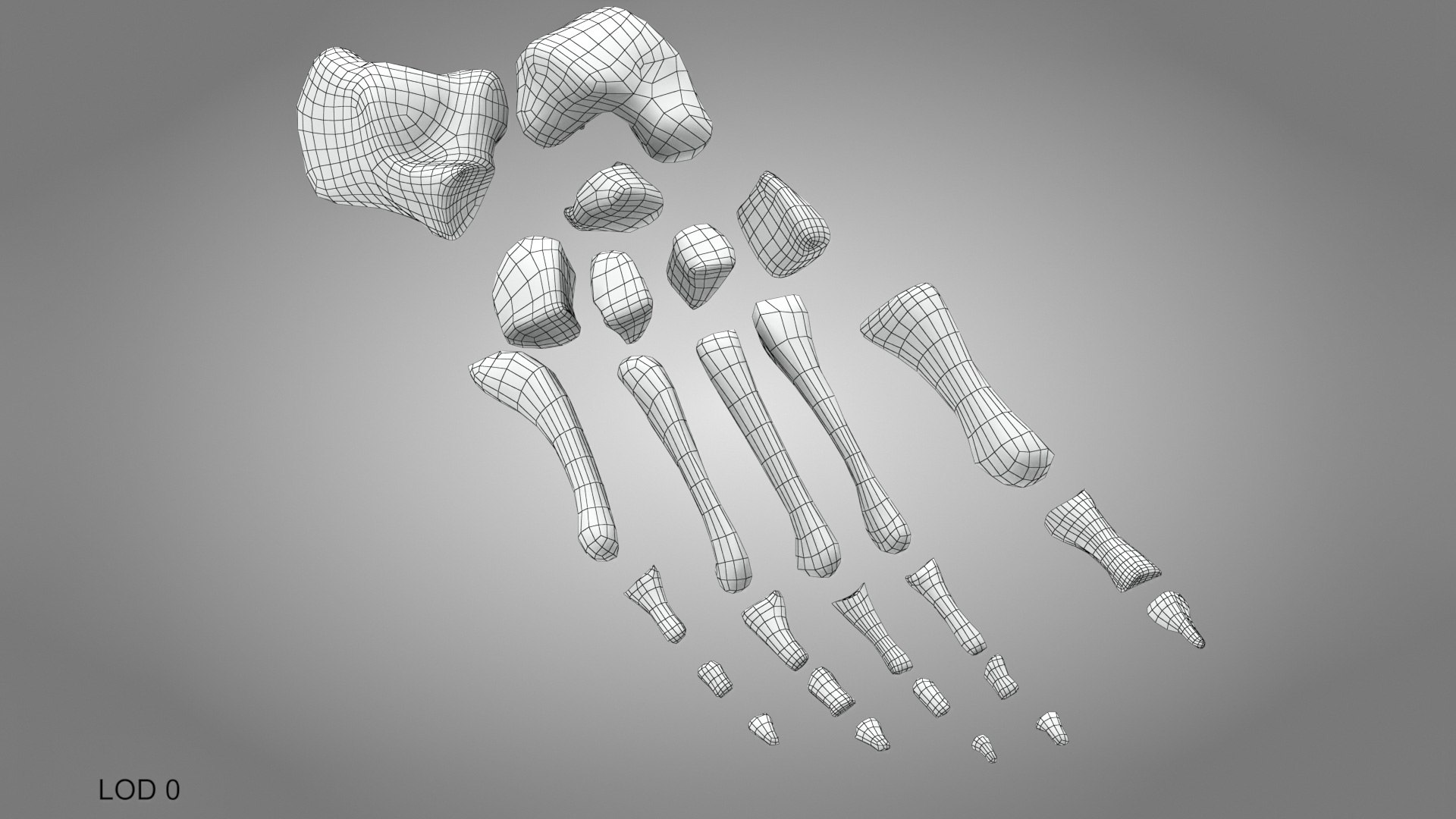 Foot Bones 3D - TurboSquid 1924827