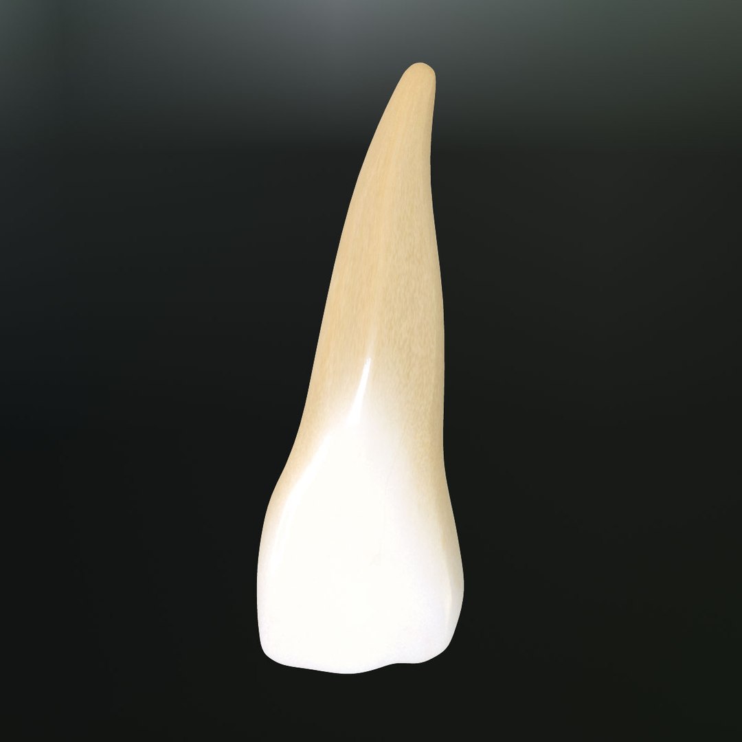 Max Tooth Upper Lateral Incisor