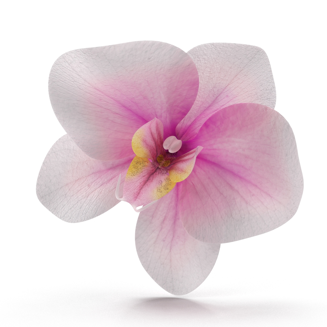 3D Model Flowers 7 - TurboSquid 1291419