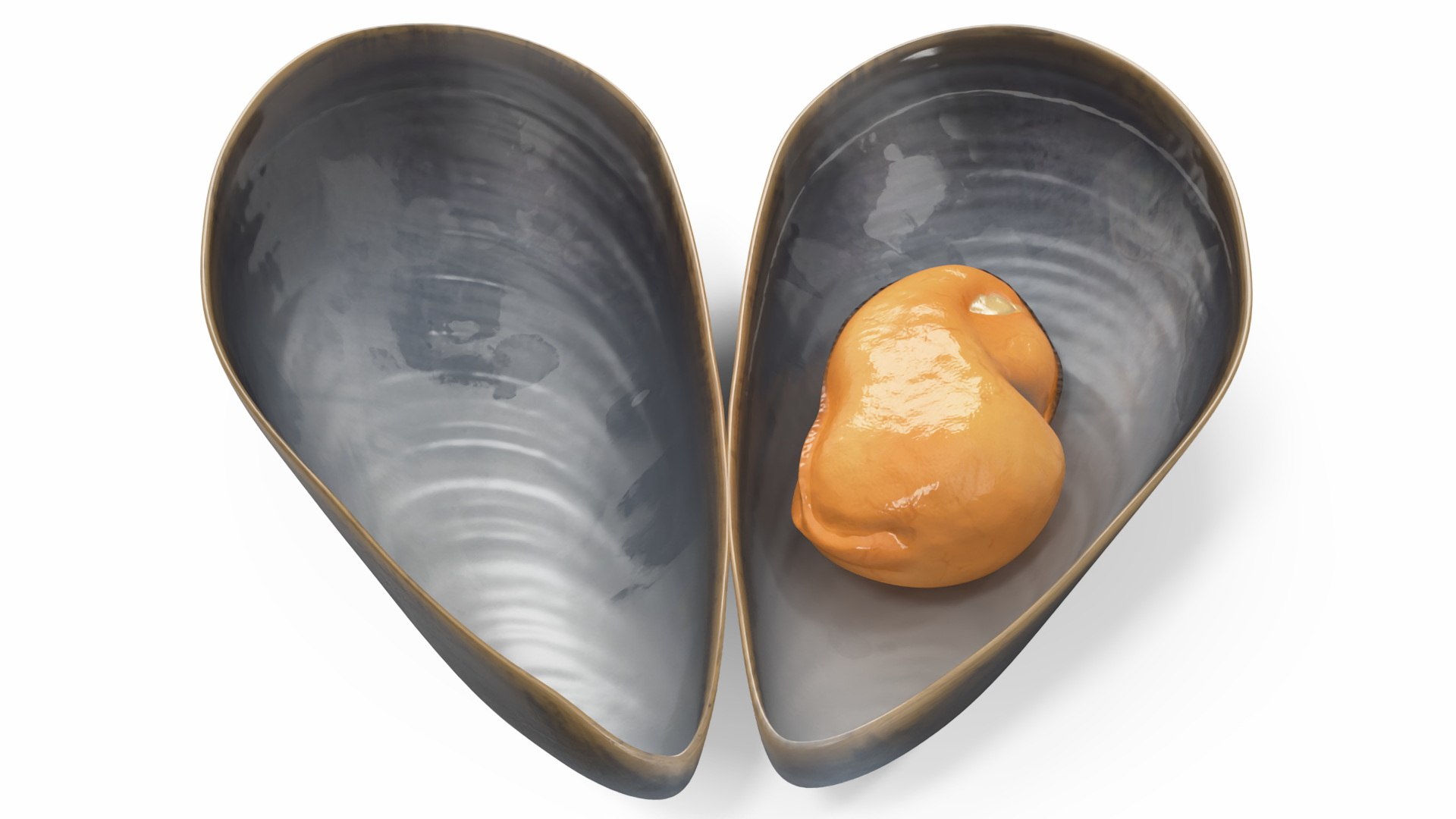 3D Open Cooked Mussel Model - TurboSquid 2279689