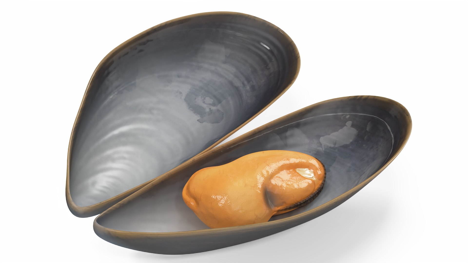 3D Open Cooked Mussel Model - TurboSquid 2279689