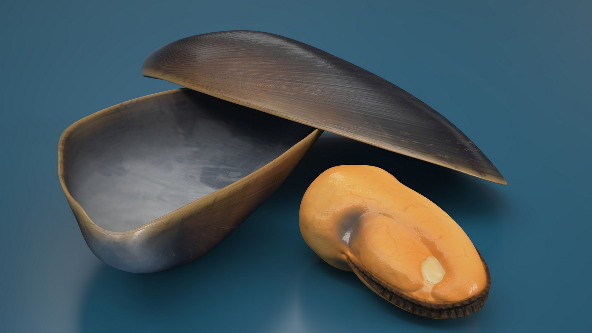 3D Open Cooked Mussel Model - TurboSquid 2279689