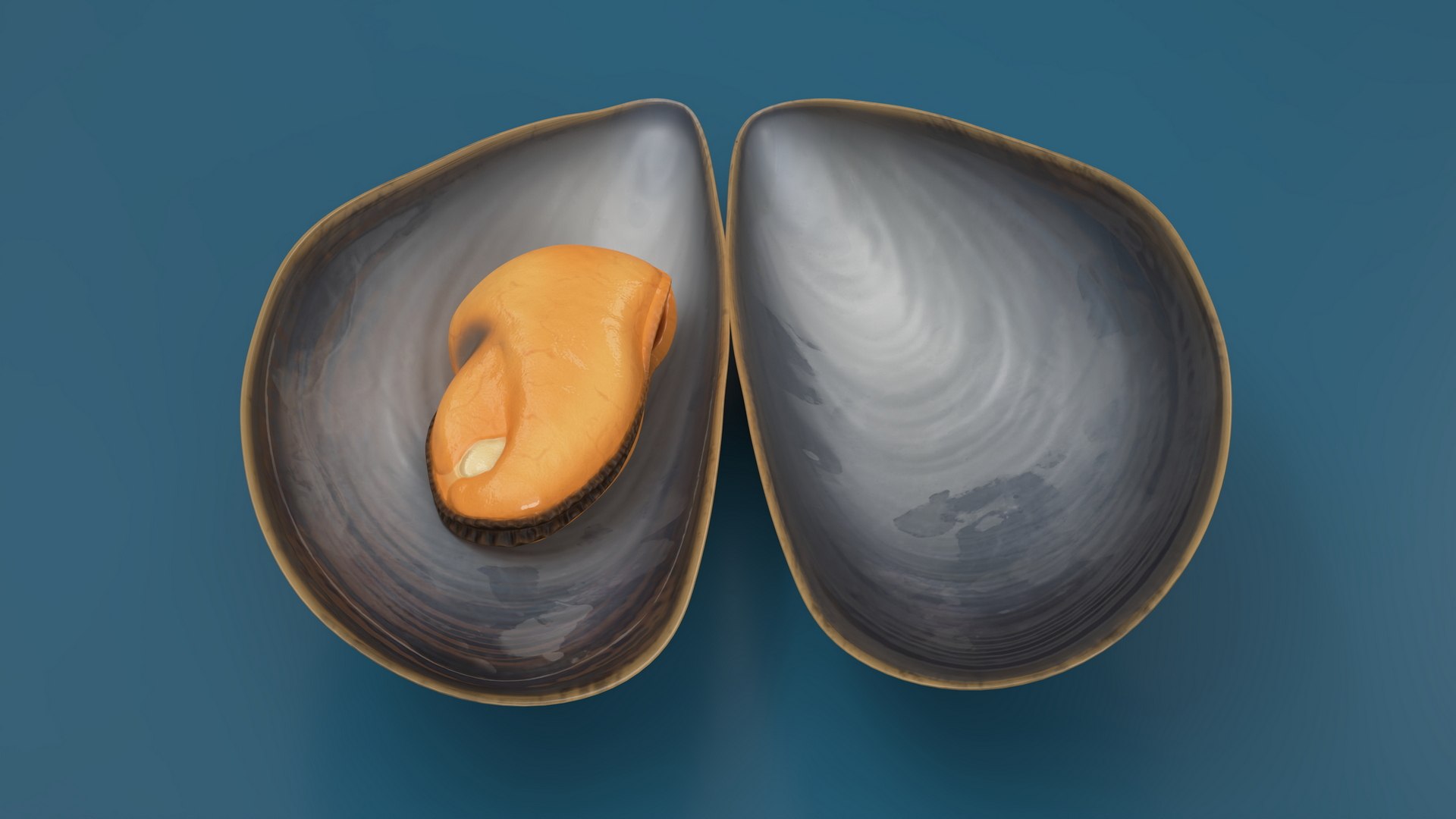 3D Open Cooked Mussel Model - TurboSquid 2279689