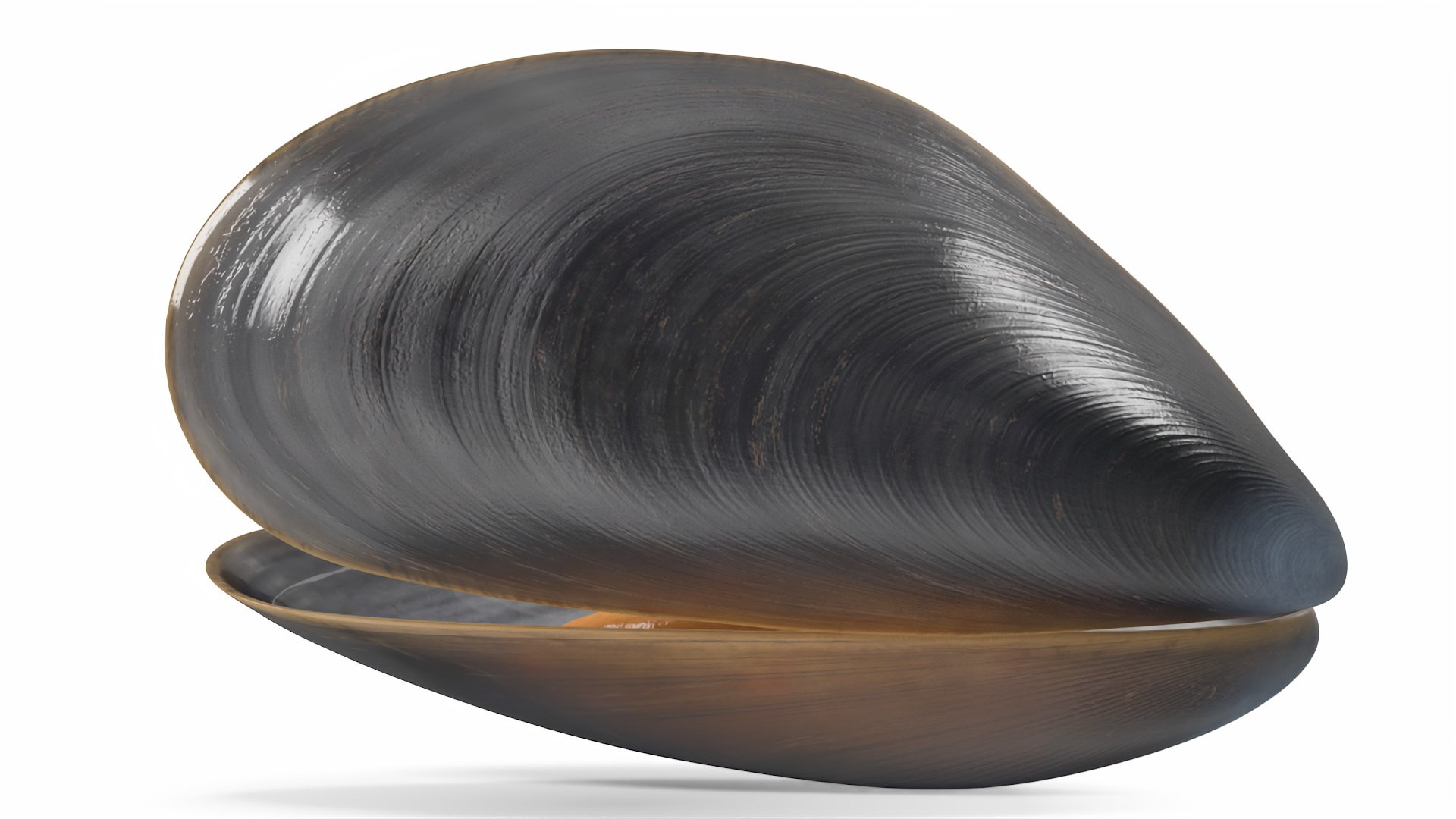 3D Open Cooked Mussel Model - TurboSquid 2279689