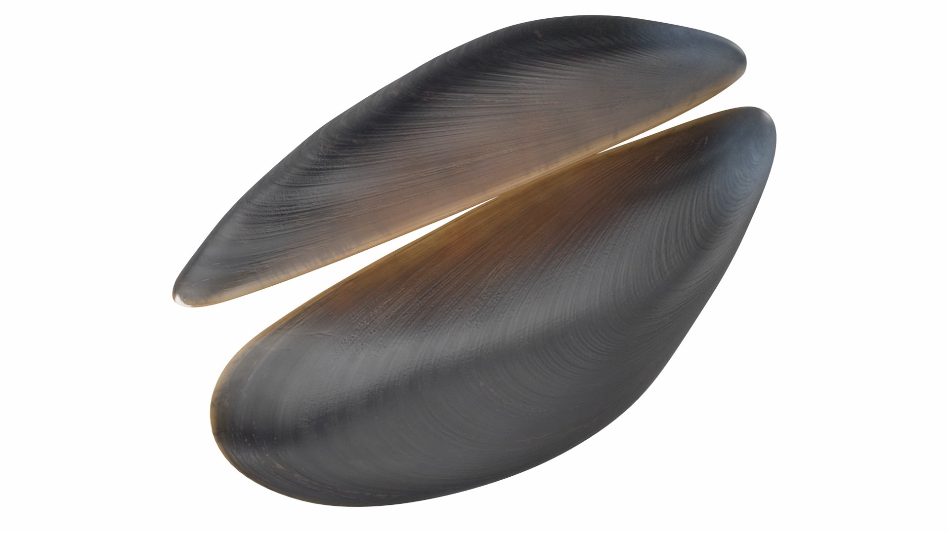 3D Open Cooked Mussel Model - TurboSquid 2279689