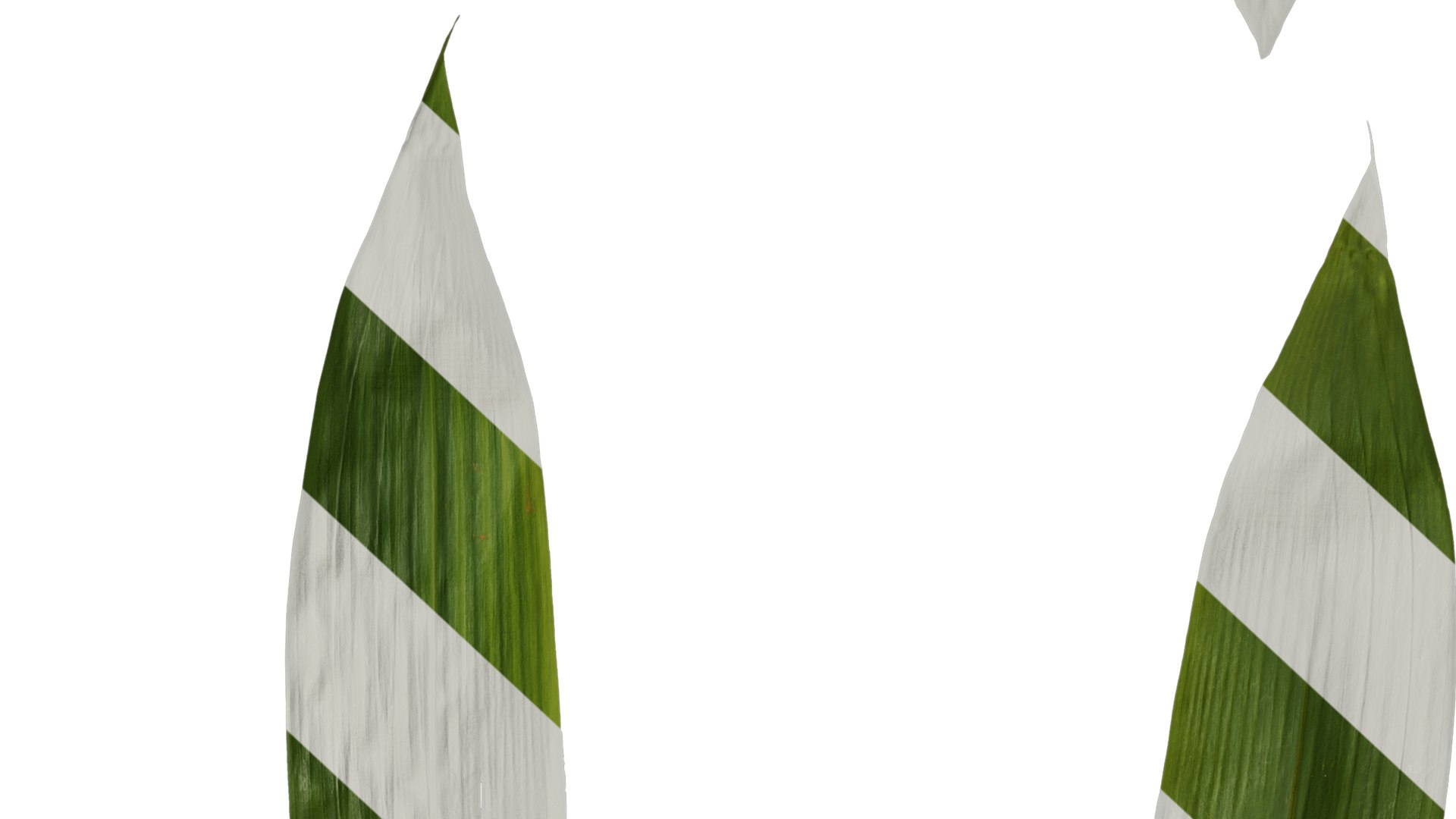 3D Anydrafts Sasa Pygmaea Leaf 04 Textures - TurboSquid 2345485