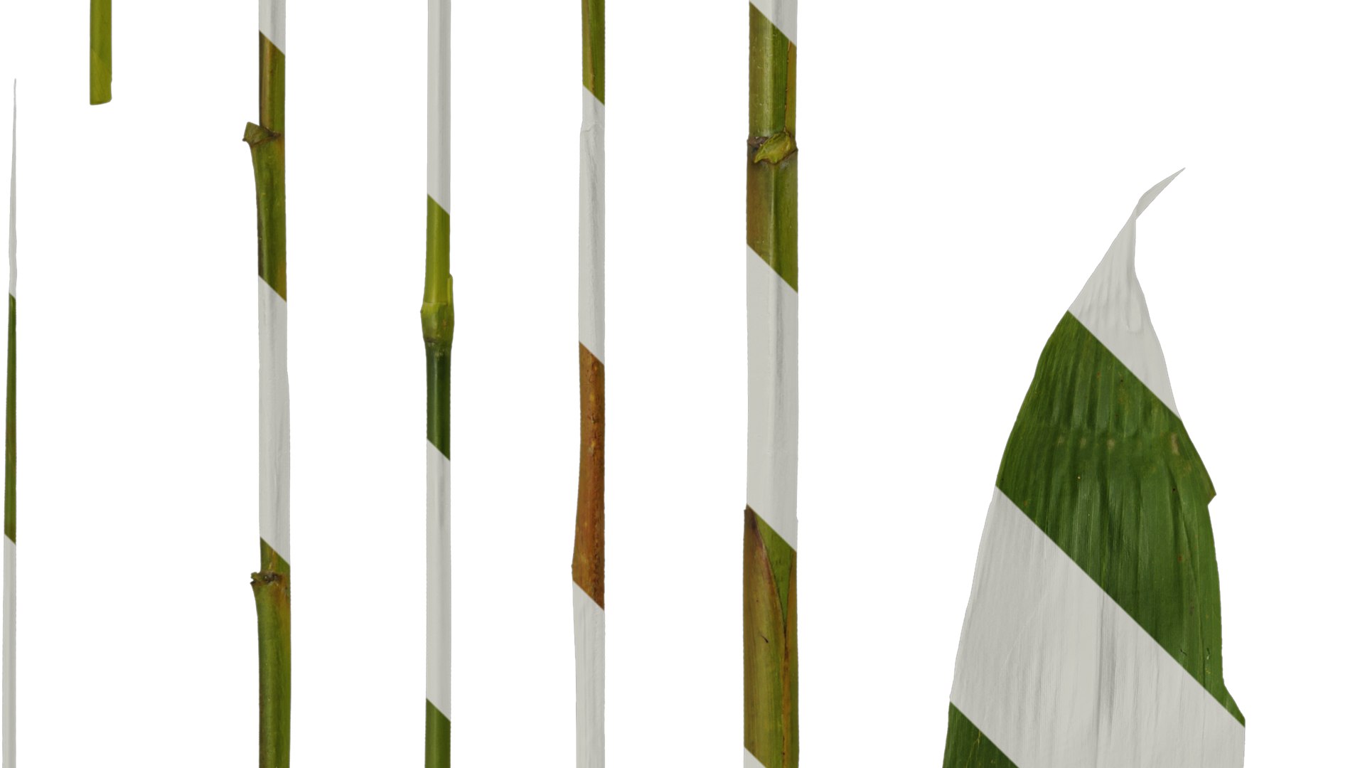 3D Anydrafts Sasa Pygmaea Leaf 04 Textures - TurboSquid 2345485