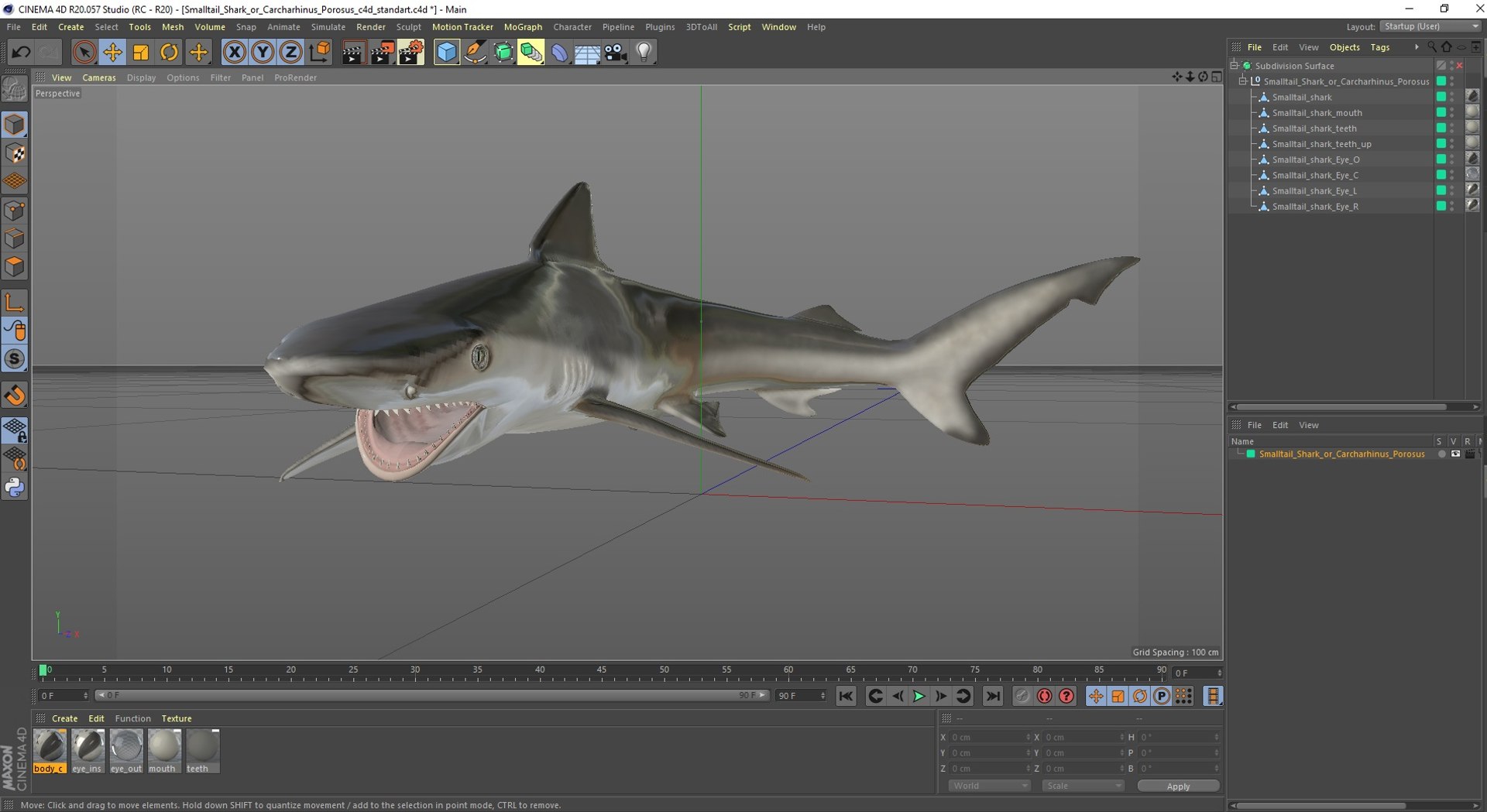 3D Smalltail Shark Or Carcharhinus Porosus - TurboSquid 2270524