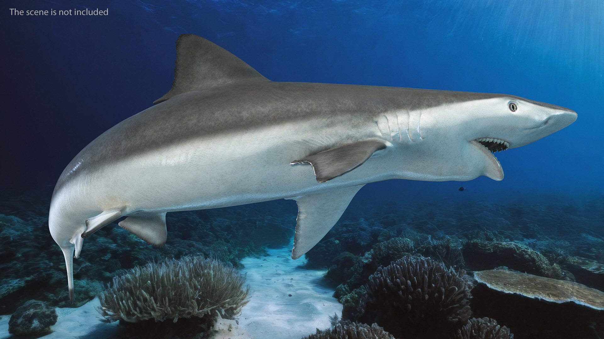 3D Smalltail Shark Or Carcharhinus Porosus - TurboSquid 2270524